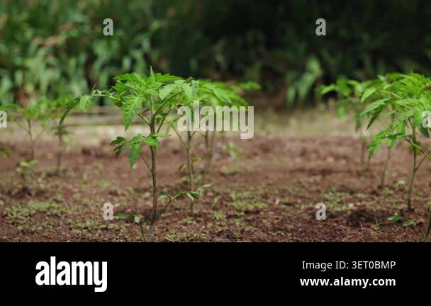 Young tomato plants established in cultivated garden bed with rich soil ...