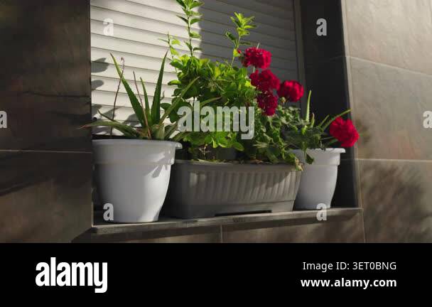 Flowering geranium and aloe vera plants decorating residential window ...