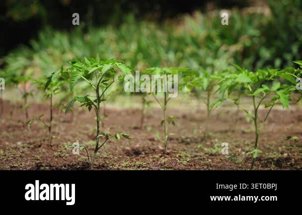 Young tomato seedlings growing in neat rows on cultivated garden bed ...