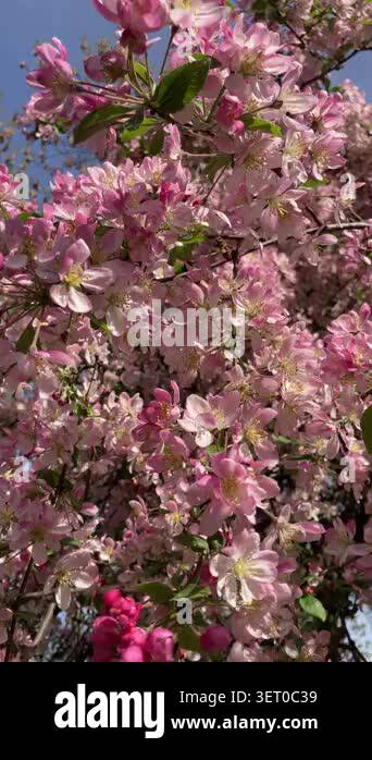A vertical close-up view moving through a dense canopy of pink and ...