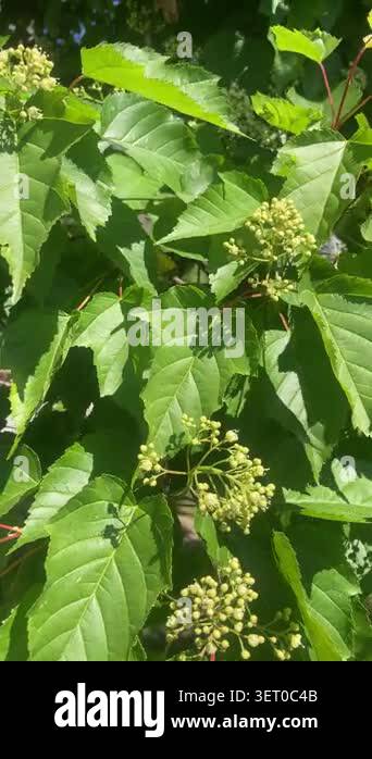 Detailed view of serrated green leaves and yellowish-green flower ...