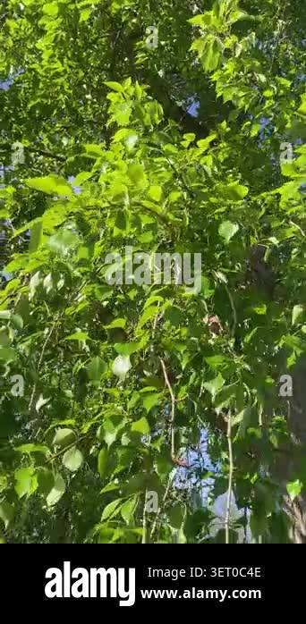 Sunlit tree branches with dense green leaves sway in the wind against a ...
