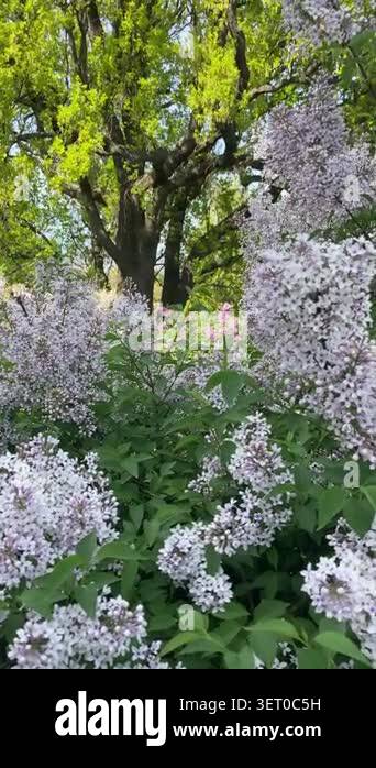 Clusters of light purple lilac flowers bloom in the foreground with a ...