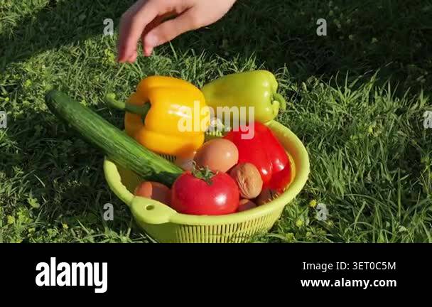 Woman's hand selecting fresh yellow bell pepper from a green colander ...