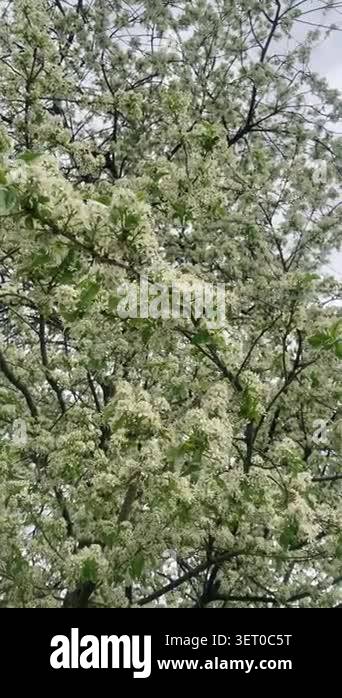 A low-angle view of a vibrant spring tree covered in small white ...