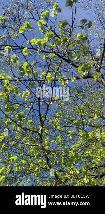 A low-angle view of thin tree branches with delicate, translucent green ...