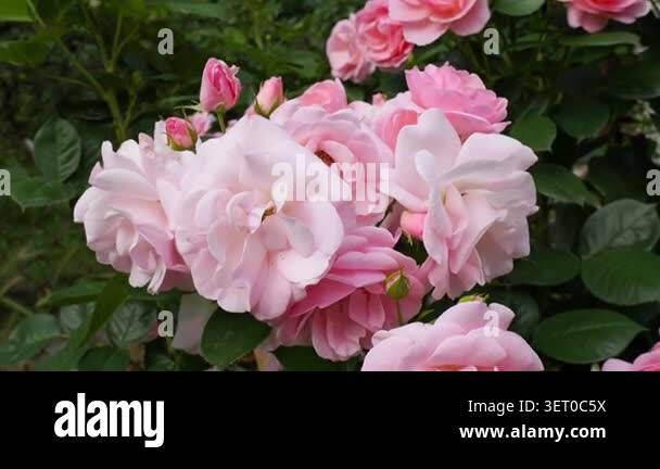 Delicate pink roses blooming on a lush green bush in a vibrant summer ...