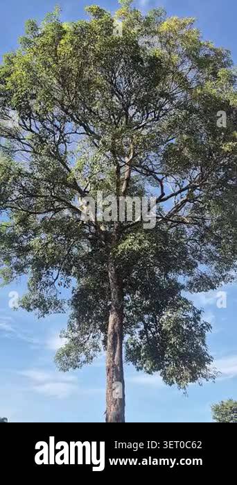 Video of a large, leafy tree with a blue sky in the background Stock ...