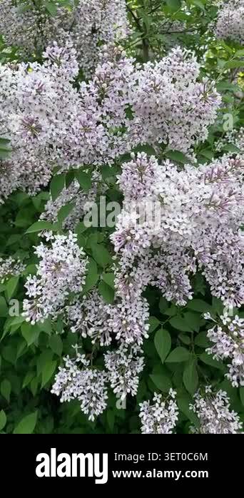 A dense cluster of fragrant white and pale lavender lilac blossoms ...