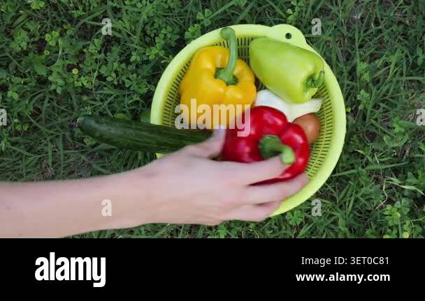 Farmer placing colorful, freshly picked organic vegetables like peppers ...