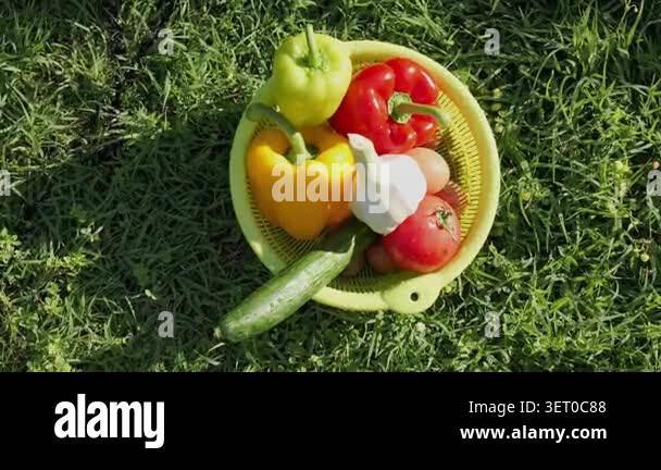 Top view of a person's hand picking a whole bulb of fresh garlic from a ...