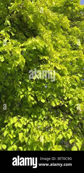 Vibrant green tree leaves fill the frame, swaying gently in the wind ...