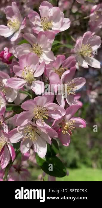 Vertical shot of delicate pink and white tree blossoms swaying gently ...