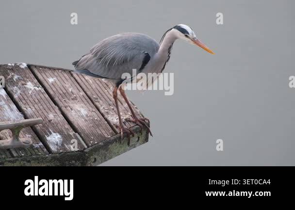 A heron is a large, long-legged, and long-necked non-swimming waterbird ...