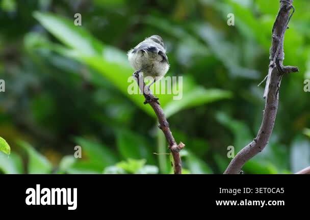 The Eurasian blue tit is a feisty, colorful garden bird easily ...
