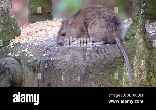 The brown rat, also known as the common rat, street rat, sewer rat ...