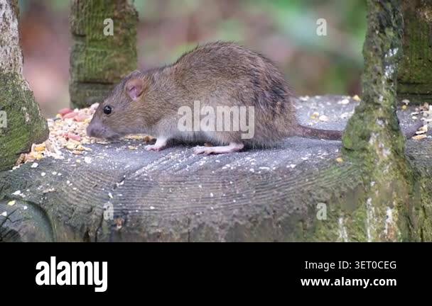 The brown rat, also known as the common rat, street rat, sewer rat ...