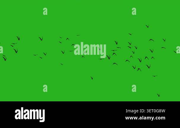 Green Screen Flock of Birds Flying Chroma Key Silhouette Swallow Swarm ...