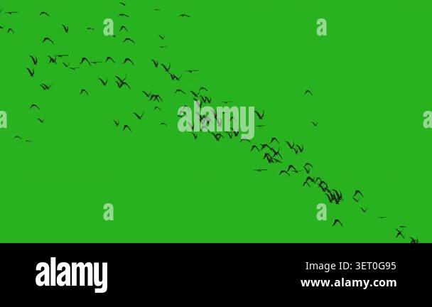 Green Screen Flock of Birds Flying Chroma Key Silhouette Swallow Swarm ...