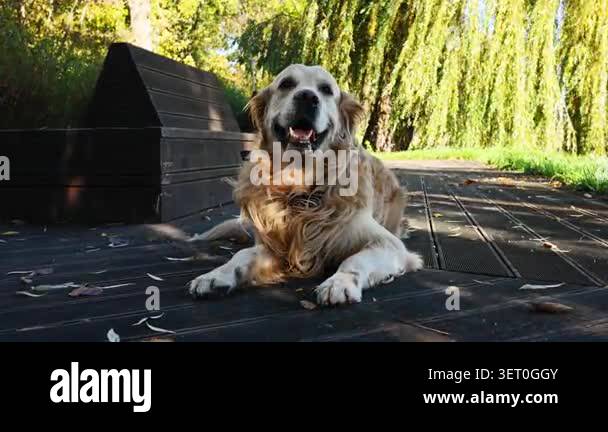 Golden Retriever Dog Resting In Park Stock Video Footage - Alamy