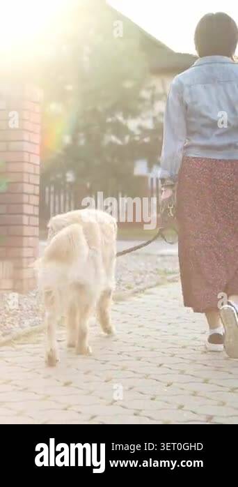 Woman Routinely Walking With Golden Retriever On A City Street ...