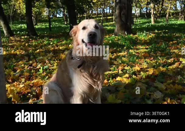 Golden Retriever Dog Relaxing In The Park In Autumn Stock Video Footage ...