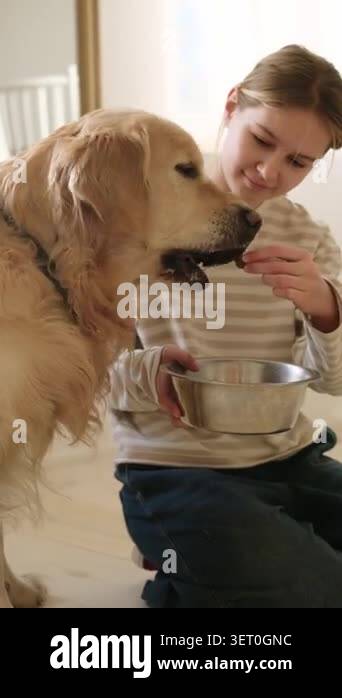 Little Girl Gives A Food Bowl To An Adorable Golden Retriever Dog In A ...