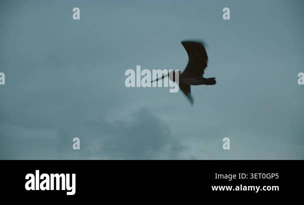 Solitary brown pelican gliding overhead against overcast sky in North ...