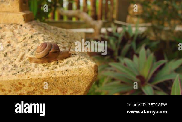 Small brown snail crawls slowly on a textured stone surface in a garden ...
