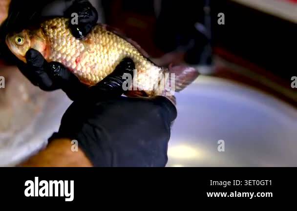 Complete homemade crucian carp recipe showing fish cleaning, scaling ...