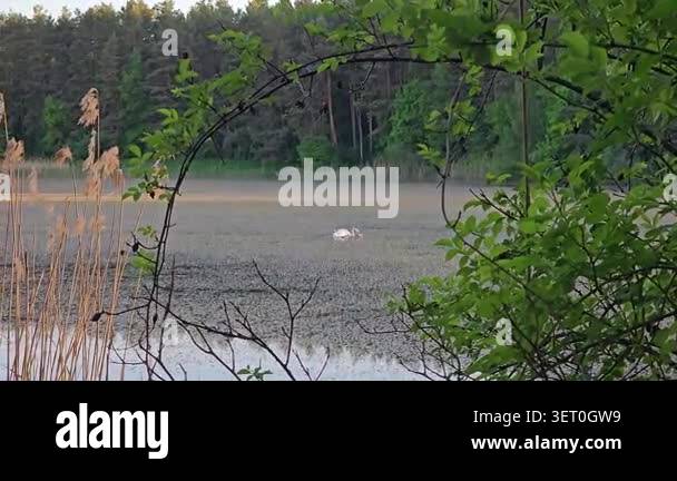 Adult swans lead their young cygnets through calm waters covered with ...