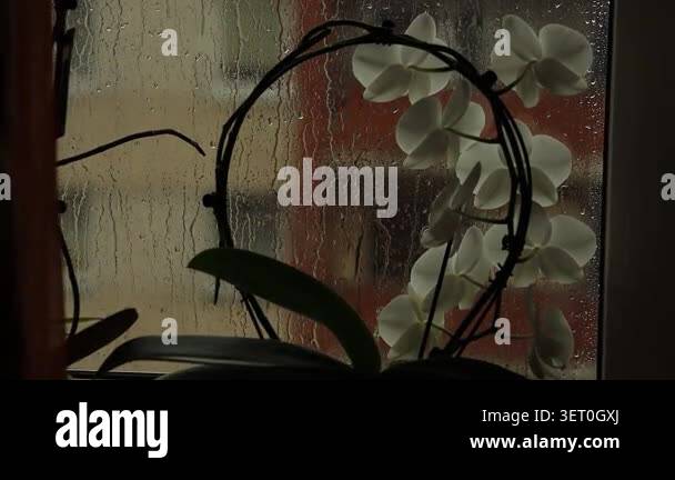 Silhouettes of white orchid flowers stand out next to a rain-covered ...