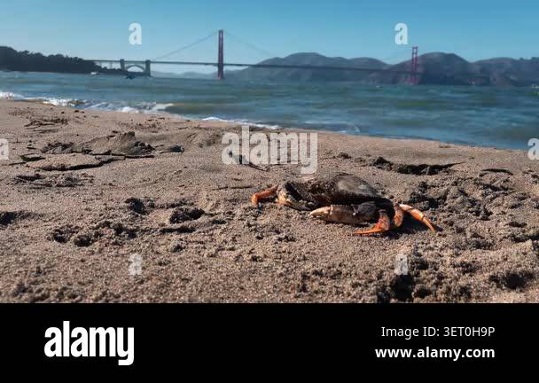 Handheld 4K footage captures a crab resting on the sand at Crissy Field ...