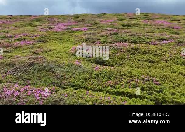 Ciucas Mountains rhododendron carpet aerial view under cloudy sky Stock ...