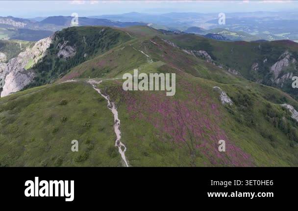 Ciucas Mountains ridge aerial view with rhododendron bloom in summer ...