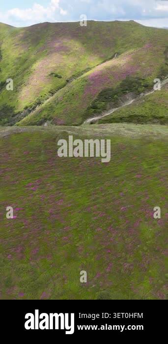 Ciucas Mountains valley rhododendron hillsides aerial view Romania ...
