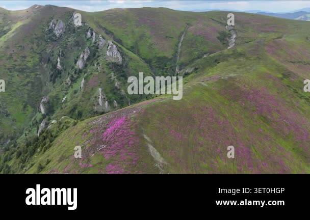 Ciucas Mountains ridge with rhododendron and deep valley aerial view ...