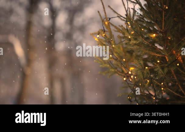 Snow covered Christmas tree with festive lights and falling snow in ...
