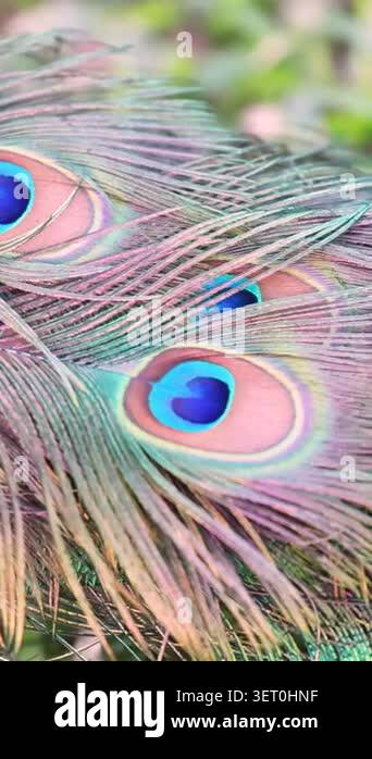 Elegant peacock feather texture with colorful eye pattern in close up ...