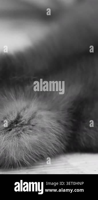 Black and white video of animal fur grooming with metal comb. High ...