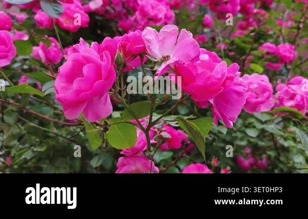 Close-up of beautiful pink roses swaying in the wind Stock Video ...
