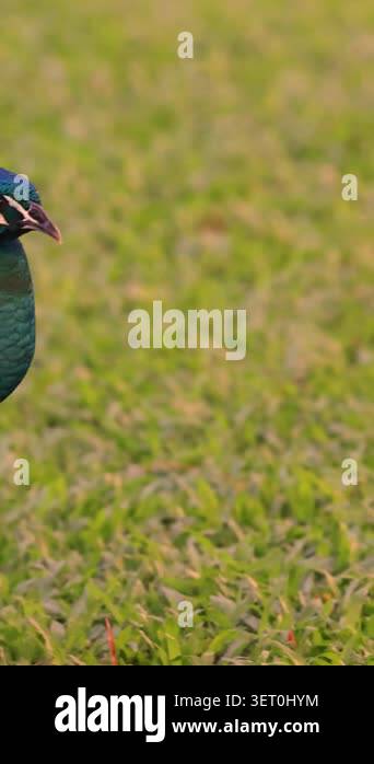 Peacocks walking on grass in natural habitat tropical outdoor ...