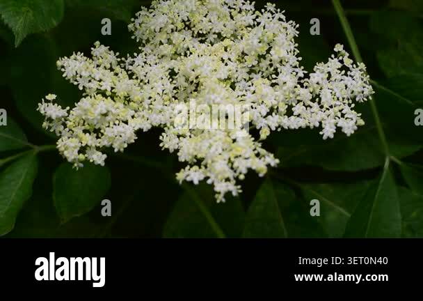 A beautiful close up of blooming white elderberry flowers with lush ...