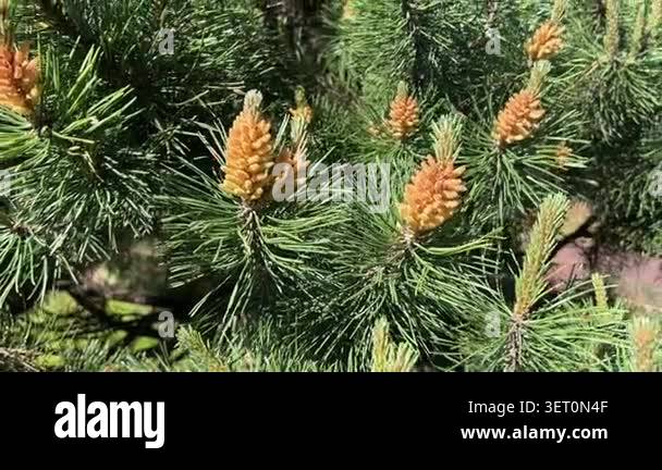 Young pine cones growing on evergreen branches with fresh needles in ...