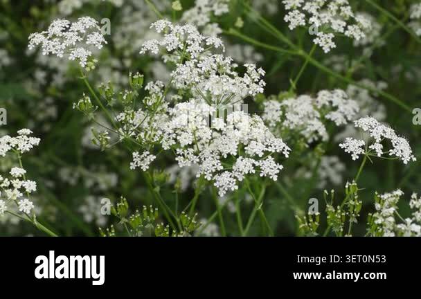 Delicate white Queen Annes lace flowers blooming in a green meadow with ...