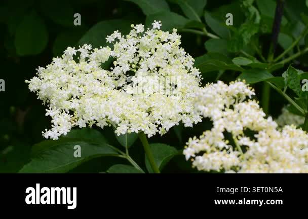 Close up of white elderflower blooms surrounded by vibrant green leaves ...