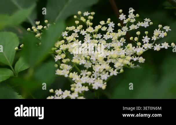Beautiful white elderberry flowers blooming on a green bush in early ...