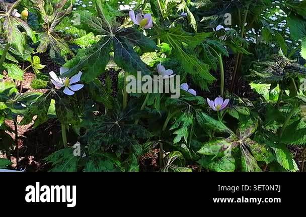 Discover the beauty of Podophyllum peltatum, commonly known as Mayapple ...