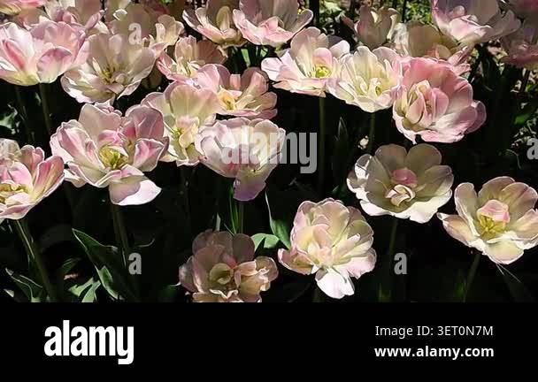 A vibrant display of soft pink and creamy white double tulips in full ...