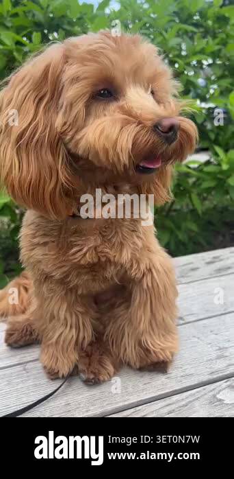 Adorable fluffy toy poodle dog portrait sitting outdoors with happy ...